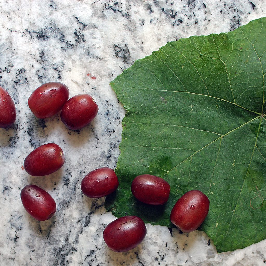 Organic Beauty & Skin Care Blog | HollyBeth Organics