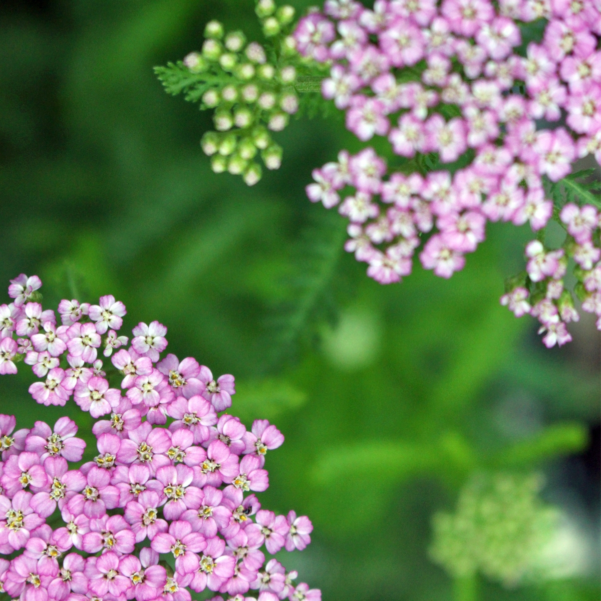 blue yarrow essential oil - HollyBeth Organics Luxury Skin Care